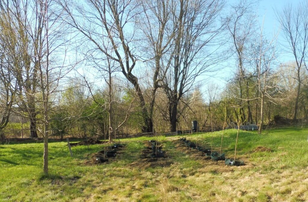 Community Tree Planting on Amherst Common - Amherst Now