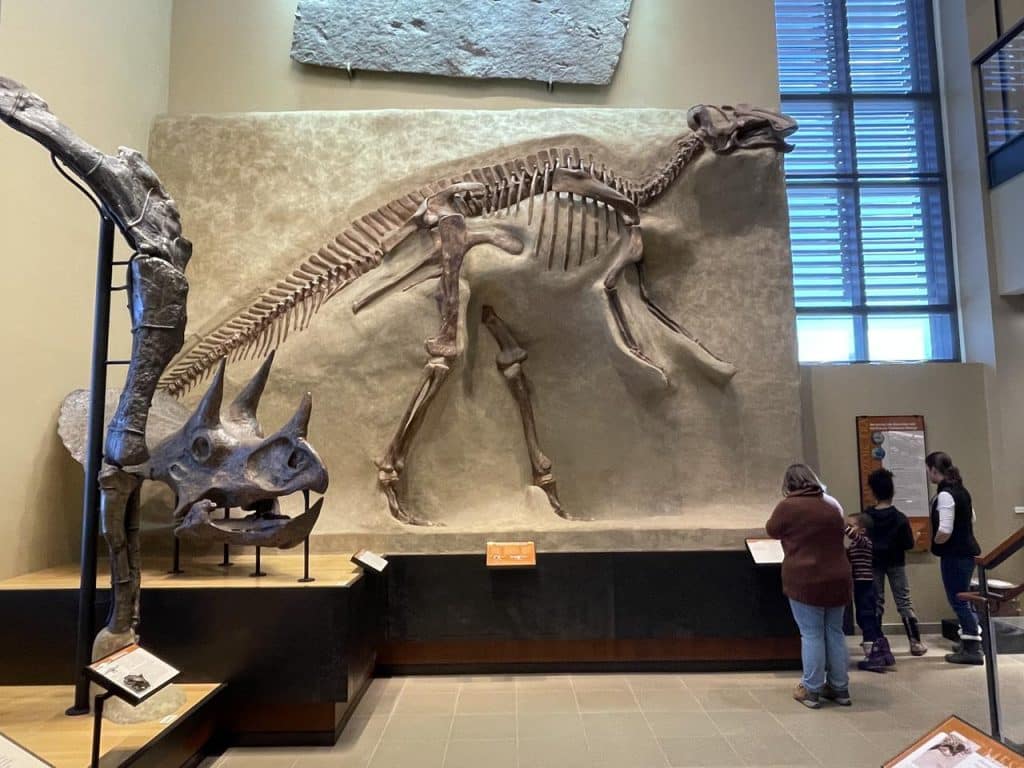 Discover Prehistoric Giants at The Beneski Museum in Amherst - Amherst Now